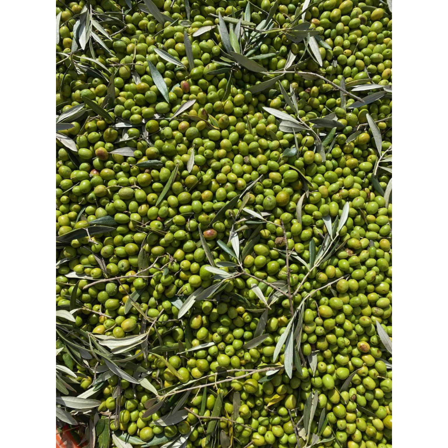 Extra Virgin Olive Oil Bulk Suppliers | Wholesale | Foodistribute